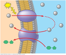 IB DP Biology Topic 1: Cell biology 1.4 Membrane transport Study Notes