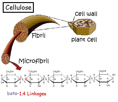 IB DP Biology Topic 2: Molecular biology 2.3 Carbohydrates and lipids ...