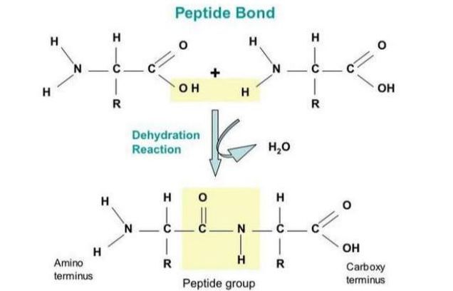 IB DP Biology Topic 2: Molecular biology 2.4 Proteins Study Notes
