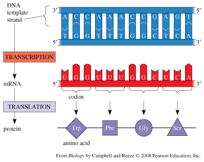 IB DP Biology Topic 2: Molecular biology 2.7 DNA replication ...