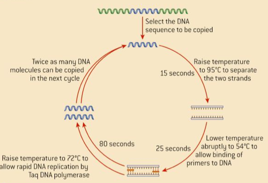 IB DP Biology Topic 2: Molecular biology 2.7 DNA replication ...