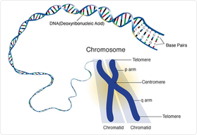 IB DP Biology Topic 3: Genetics 3.1 Genes Study Notes