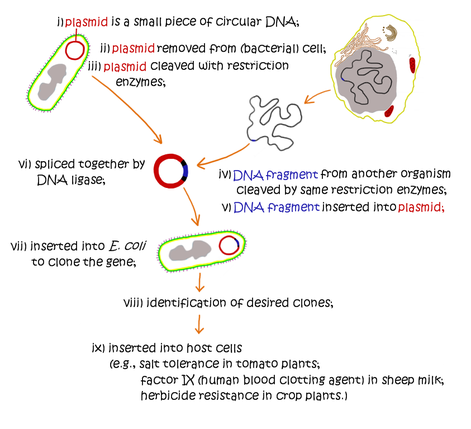 IB DP Biology Topic 3: 3.5 Genetic modification and biotechnology ...