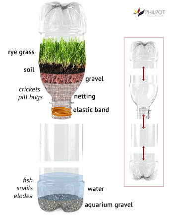 IB DP Biology Topic 4: 4.1 Species, communities and ecosystems: Study Notes