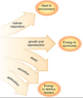 IB DP Biology Topic 4: 4.2 Energy flow: Study Notes