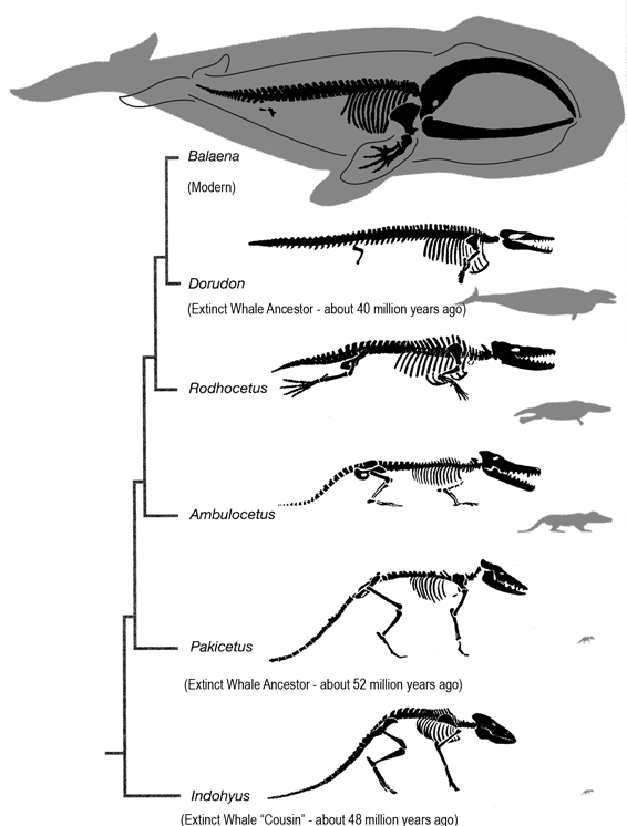 IB DP Biology Topic 5: 5.1 Evidence for evolution: Study Notes
