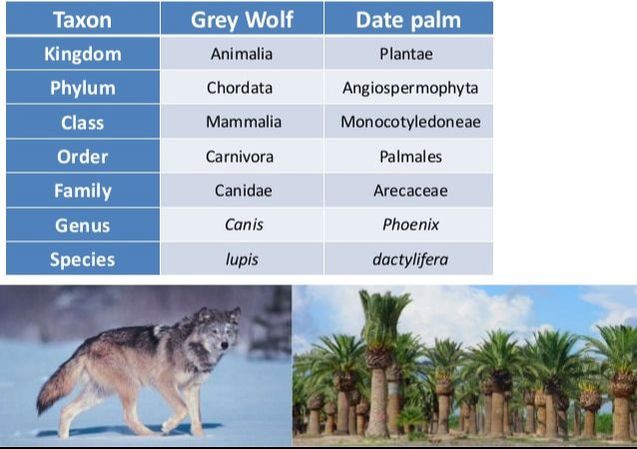 IB DP Biology Topic 5: 5.3 Classification of biodiversity: Study Notes