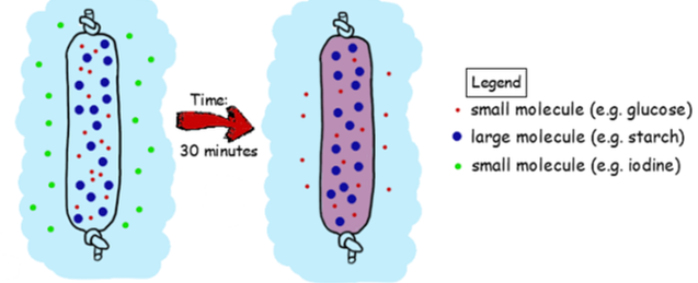 IB DP Biology Topic 6: 6.1 Digestion and absorption: Study Notes