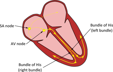 IB DP Biology Topic 6: 6.2 The blood system: Study Notes