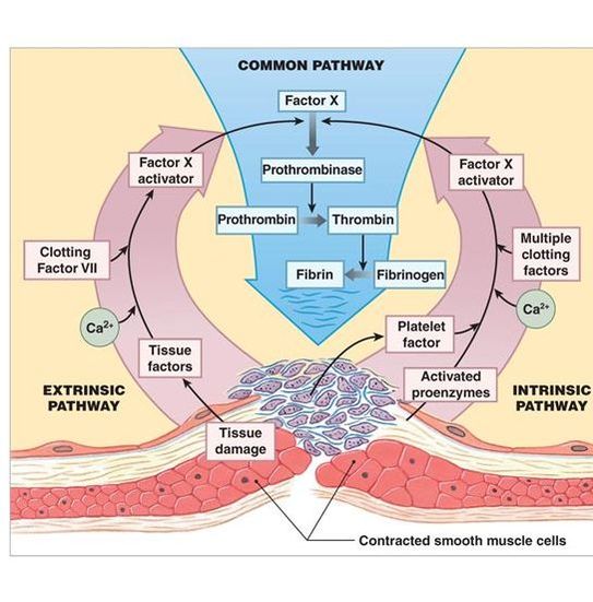 IB DP Biology Topic 6: 6.3 Defence against infectious disease: Study Notes
