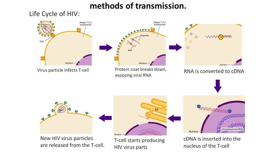 IB DP Biology Topic 6: 6.3 Defence against infectious disease: Study Notes