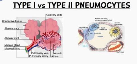 IB DP Biology Topic 6: 6.4 Gas exchange: Study Notes
