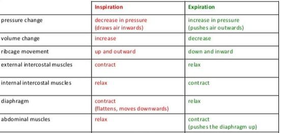 IB DP Biology Topic 6: 6.4 Gas exchange: Study Notes