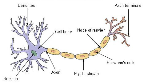 IB DP Biology Topic 6: 6.5 Neurons and synapses: Study Notes