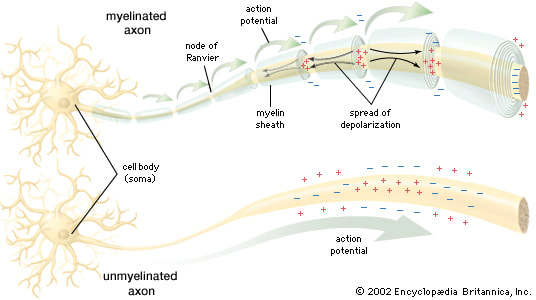 IB DP Biology Topic 6: 6.5 Neurons and synapses: Study Notes