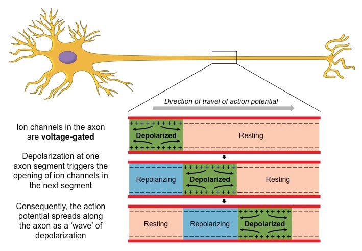 IB DP Biology Topic 6: 6.5 Neurons and synapses: Study Notes