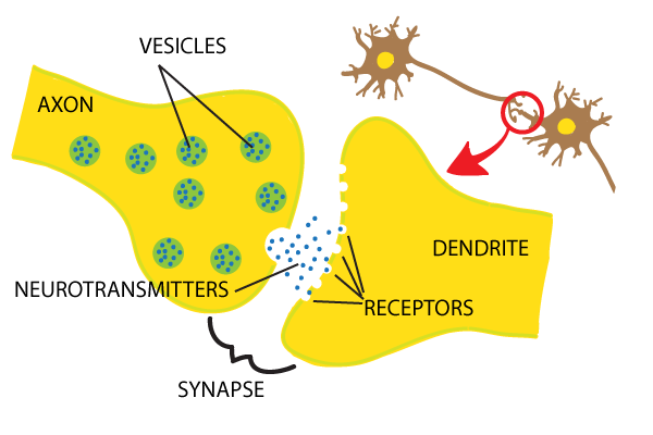 IB DP Biology Topic 6: 6.5 Neurons and synapses: Study Notes