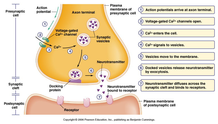 IB DP Biology Topic 6: 6.5 Neurons and synapses: Study Notes