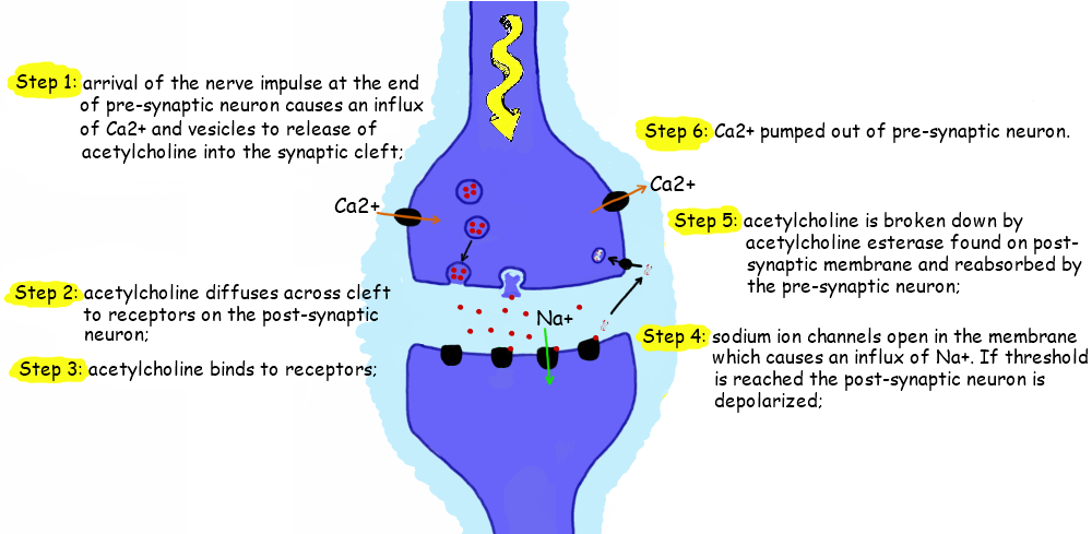 IB DP Biology Topic 6: 6.5 Neurons and synapses: Study Notes