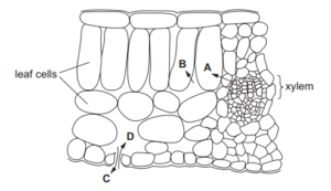iGCSE Biology (0610)-6.2 Leaf structure - iGCSE Style Questions Paper 1