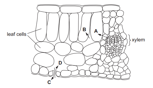 iGCSE Biology (0610)-6.2 Leaf structure - iGCSE Style Questions Paper 1