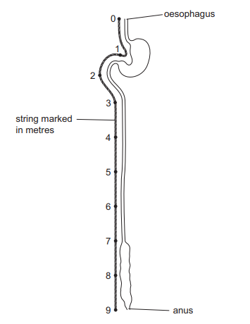 iGCSE Biology (0610) 2.2 Size of specimens iGCSE Style Questions Paper 1