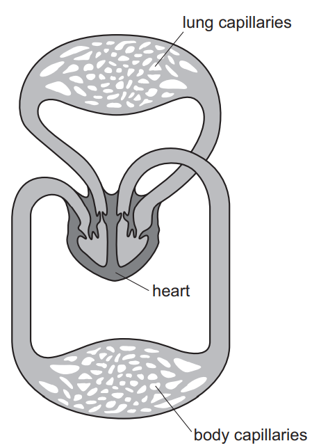 iGCSE Biology (0610)-9.1 Circulatory systems - iGCSE Style Questions ...