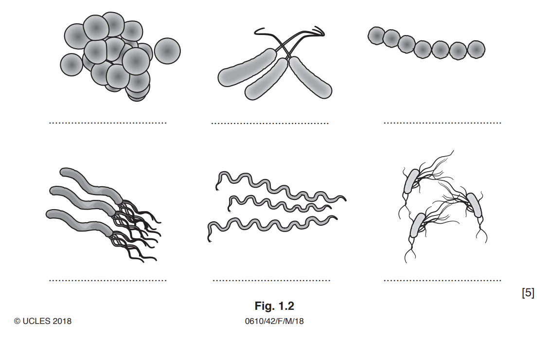 Igcse Biology 0610 1 2 Concept And Uses Of Classification Systems Igcse Style Questions Paper 4