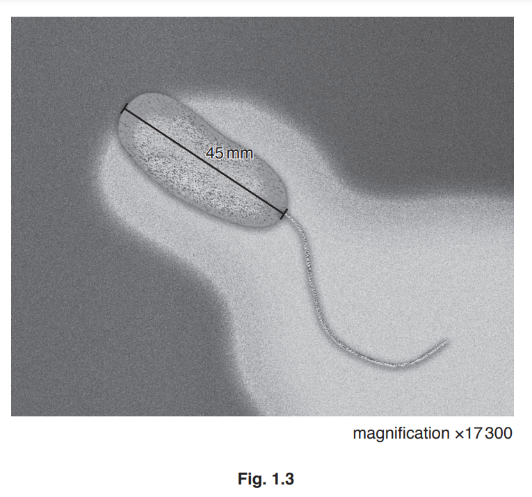 Igcse Biology 0610 1 2 Concept And Uses Of Classification Systems Igcse Style Questions Paper 4