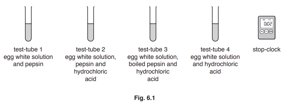 iGCSE Biology (0610)-7.4 Chemical digestion - iGCSE Style Questions Paper 4