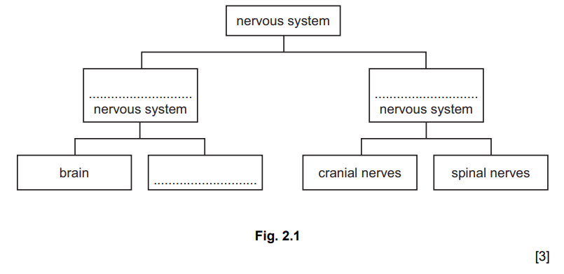 iGCSE Biology (0610)-14.1 Coordination and response - iGCSE Style ...