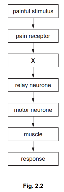 iGCSE Biology (0610)-14.1 Coordination and response - iGCSE Style ...