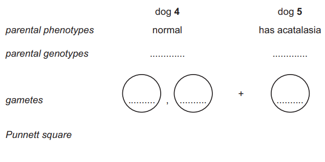 iGCSE Biology (0610)-17.4 Monohybrid inheritance - iGCSE Style Questions Paper 4