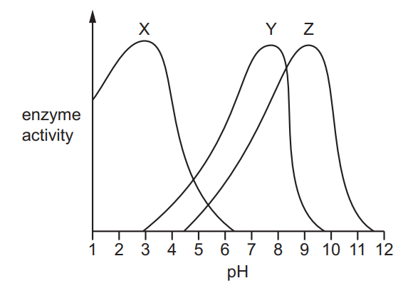 iGCSE Biology (0610)-5.1 Enzymes - iGCSE Style Questions Paper 1