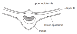 iGCSE Biology (0610)-6.2 Leaf structure - iGCSE Style Questions Paper 2