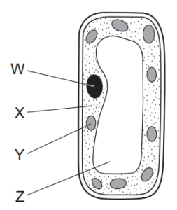 iGCSE Biology (0610)-6.2 Leaf structure - iGCSE Style Questions Paper 2