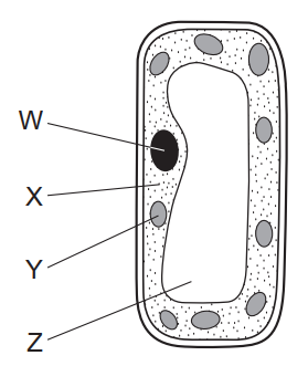 iGCSE Biology (0610)-6.2 Leaf structure - iGCSE Style Questions Paper 2