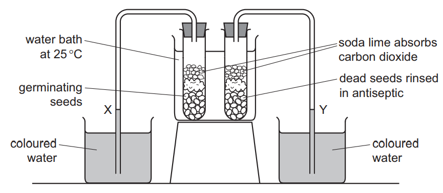 iGCSE Biology (0610)-12.2 Aerobic respiration - iGCSE Style Questions ...