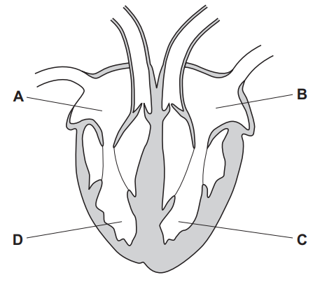 iGCSE Biology (0610)-9.2 Heart - iGCSE Style Questions Paper 1