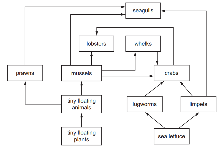 iGCSE Biology (0610)-19.2 Food chains and food webs - iGCSE Style ...