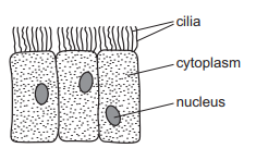 iGCSE Biology (0610)-18.2 Adaptive features - iGCSE Style Questions Paper 1