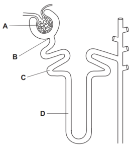 iGCSE Biology (0610)-13.1 Excretion in humans - iGCSE Style Questions ...