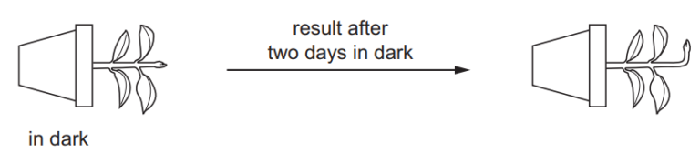 iGCSE Biology (0610)-14.5 Tropic responses - iGCSE Style Questions Paper 2