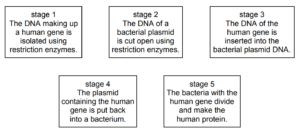 iGCSE Biology (0610)-21.3 Genetic modification - iGCSE Style Questions ...