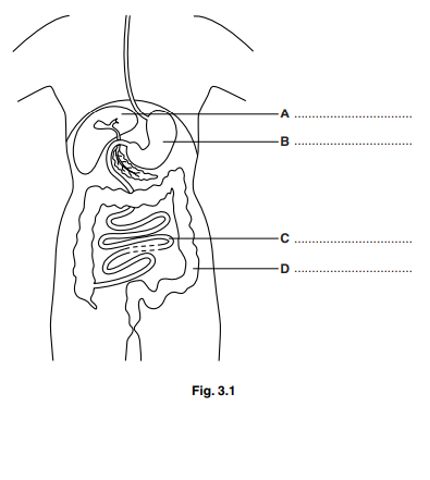 iGCSE Biology (0610)-5.1 Enzymes - iGCSE Style Questions Paper 3
