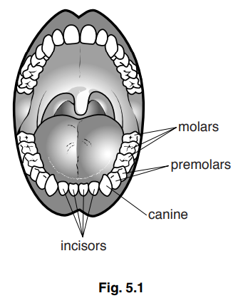iGCSE Biology (0610)-7.3 Physical digestion - iGCSE Style Questions Paper 4