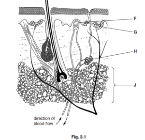 iGCSE Biology (0610)-14.2 Sense organs - iGCSE Style Questions Paper 3