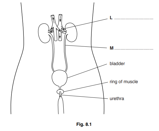 Igcse Biology 0610 13 1 Excretion In Humans Igcse Style Questions Paper 3
