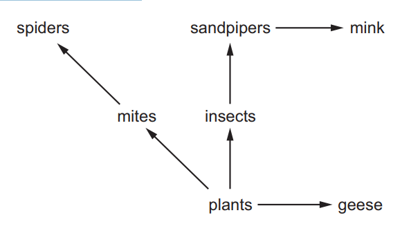 iGCSE Biology (0610)-19.2 Food chains and food webs - iGCSE Style ...