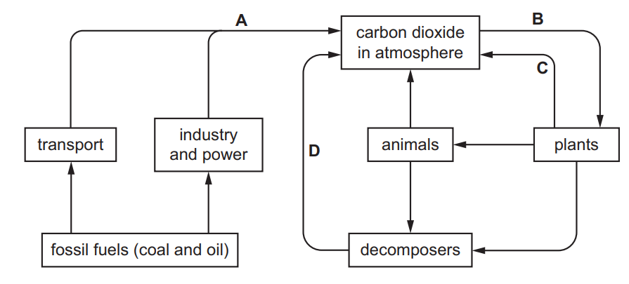 iGCSE Biology (0610)-19.2 Food chains and food webs - iGCSE Style ...
